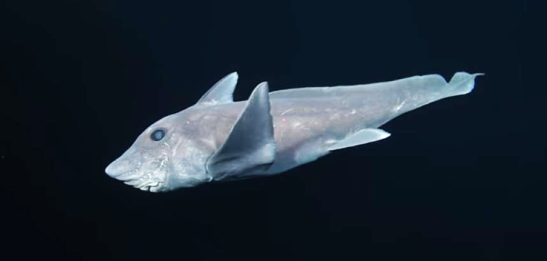 Première vidéo d'un requin-fantôme filmé dans les profondeurs