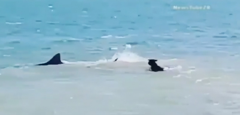 Buzz : un chien qui chasse un requin dans l'eau
