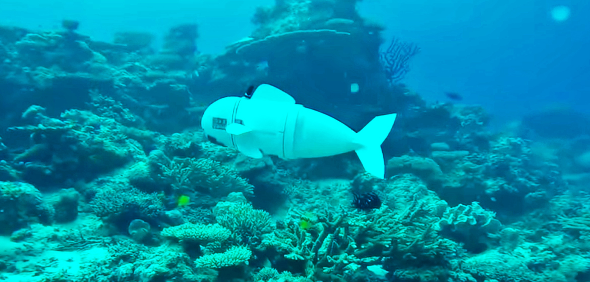 Un poisson robot pour observer la santé des océans