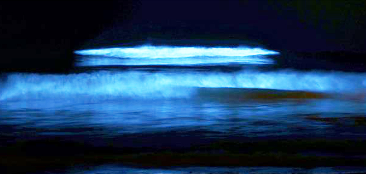 Phénomène : des vagues fluorescentes en Californie