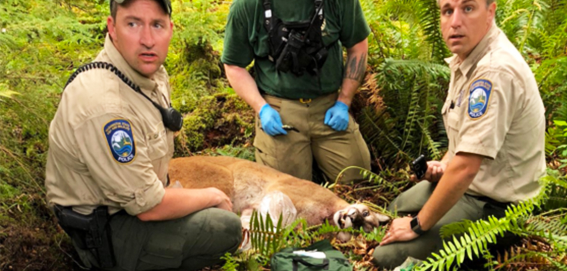 VTT : un mort et un blessé suite à une attaque de puma