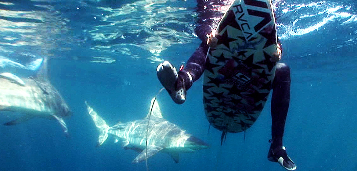 Un requin attaque un surfeur et laisse une dent dans la planche
