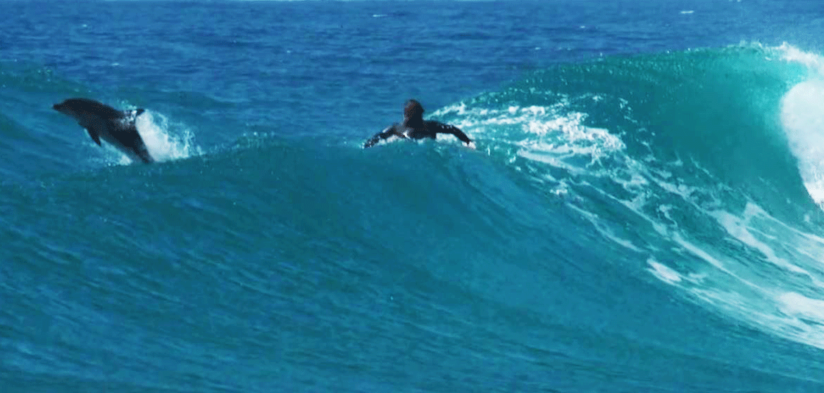 Dave Rastovich, l'homme qui surfe en harmonie avec les dauphins