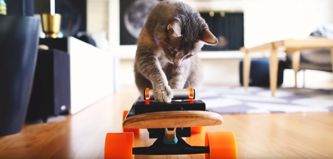 Ce génie a construit un skate électrique pour son chat