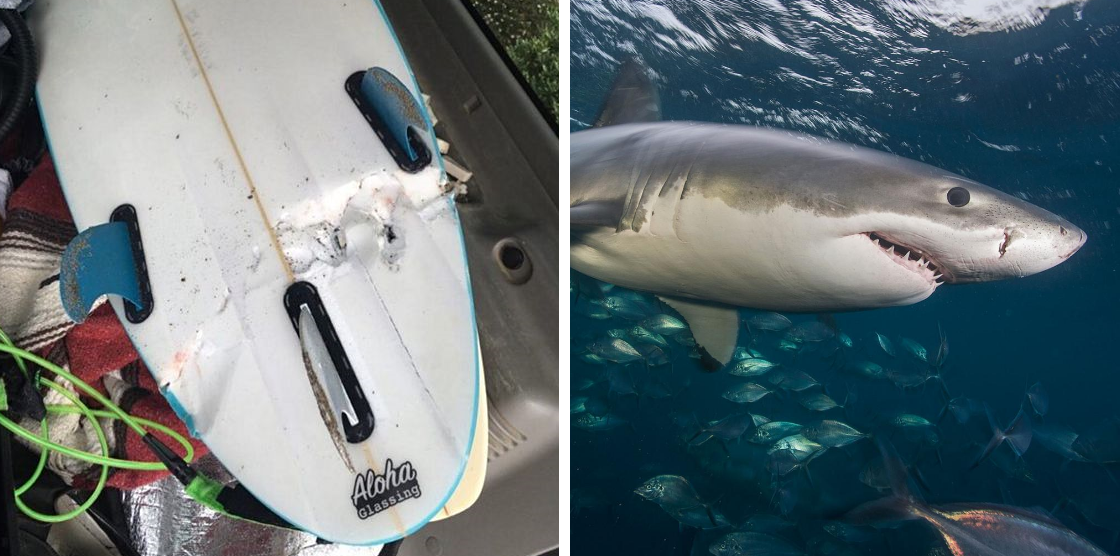 Un requin mord la jambe et la planche d'un surfeur en Californie