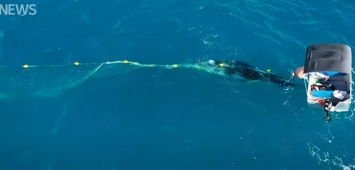 Coincée dans un filet anti-requin, une baleine à bosse est libérée par ...