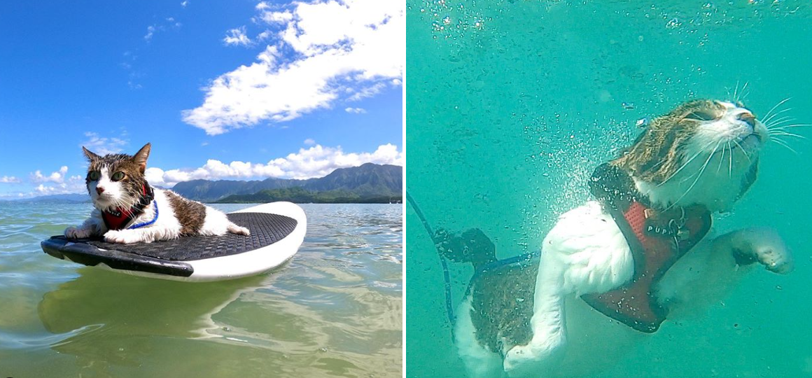 Hokule’a, le chat surfeur d’Hawaï