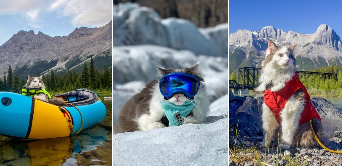 Gary The Cat : Le chat baroudeur