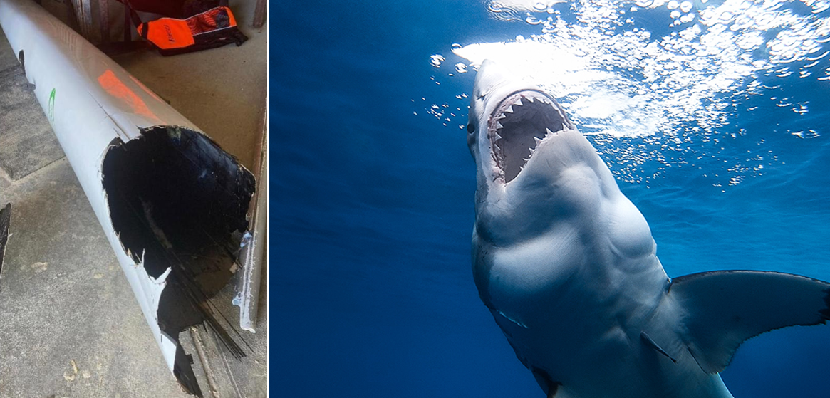 Australie : Quand un requin blanc attaque un kayakiste
