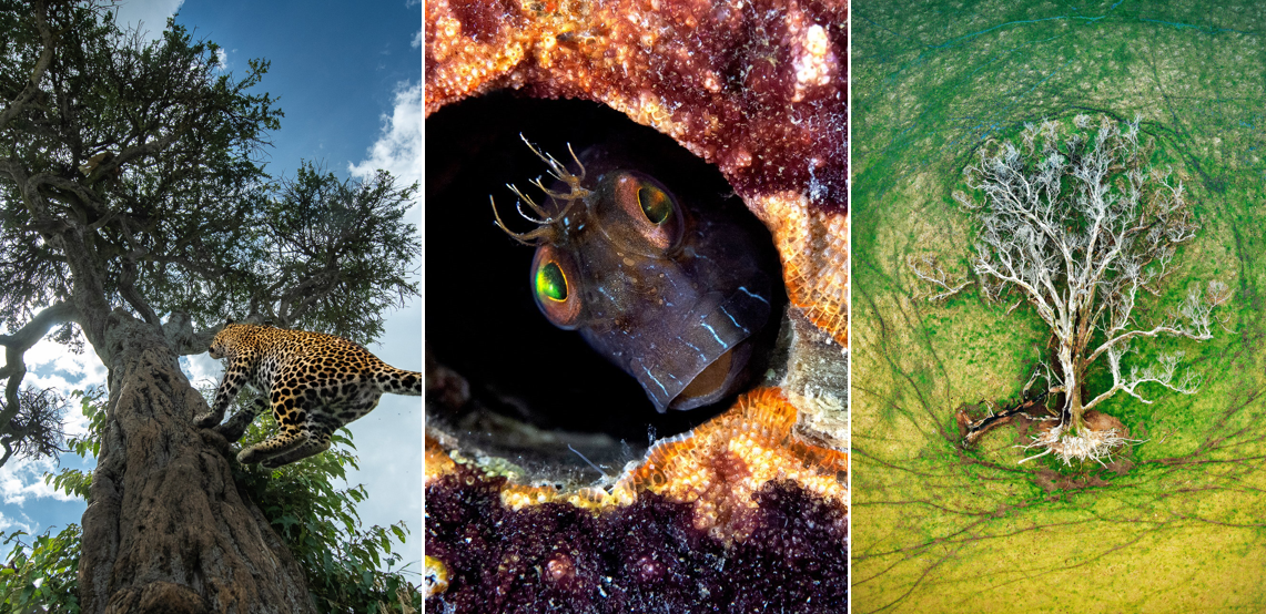 Les 20 plus belles images du World Nature Photography Awards